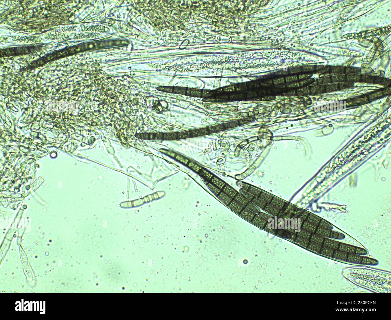 Earth Tongues (Geoglossum Stock Photo - Alamy