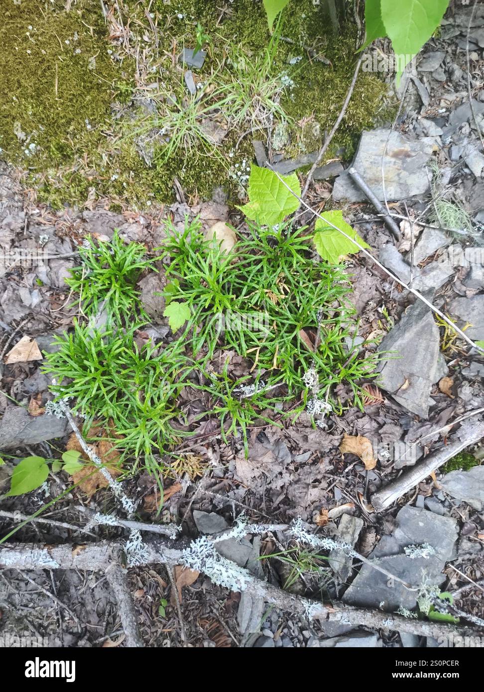 northern ground-cedar (Diphasiastrum complanatum Stock Photo - Alamy