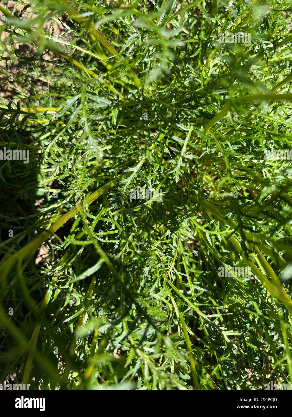 curved-beak lousewort (Pedicularis contorta Stock Photo - Alamy