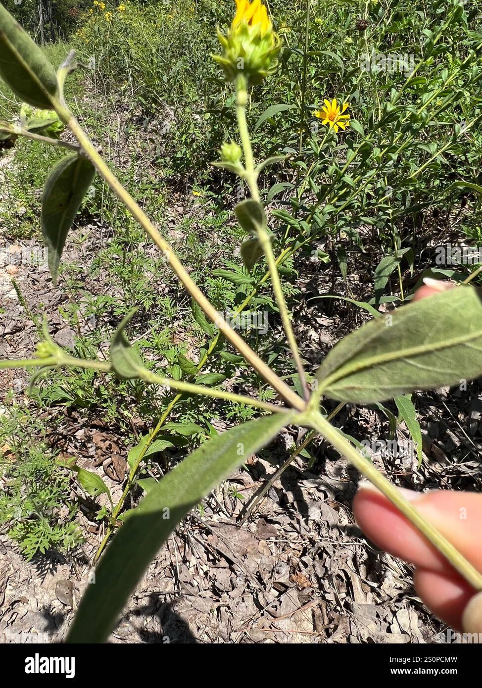 stiff-hair sunflower (Helianthus hirsutus Stock Photo - Alamy