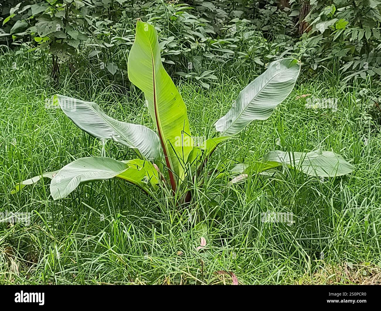 Banana Family (Musaceae Stock Photo - Alamy
