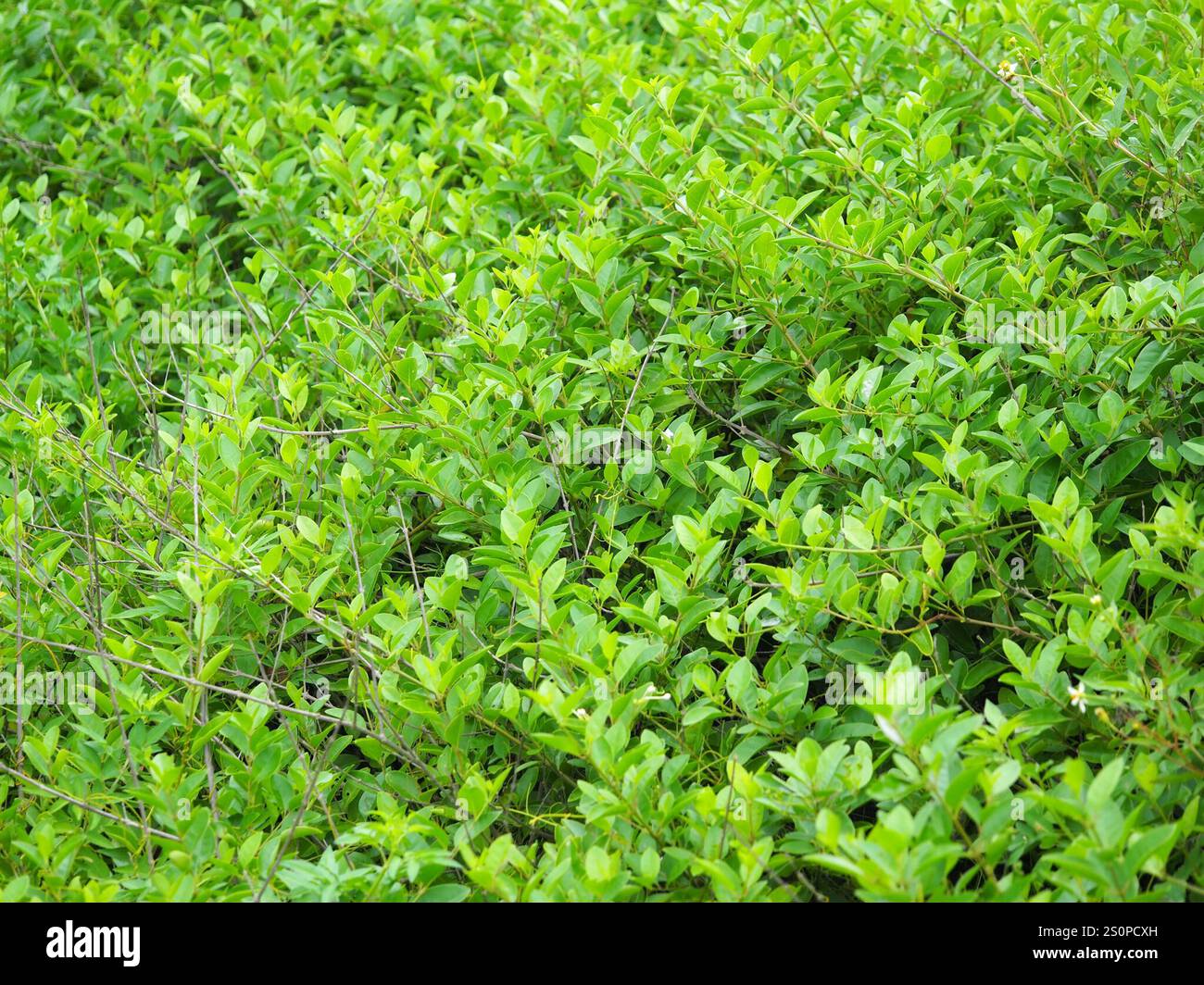 scrambling clerodendrum (Volkameria inermis Stock Photo - Alamy