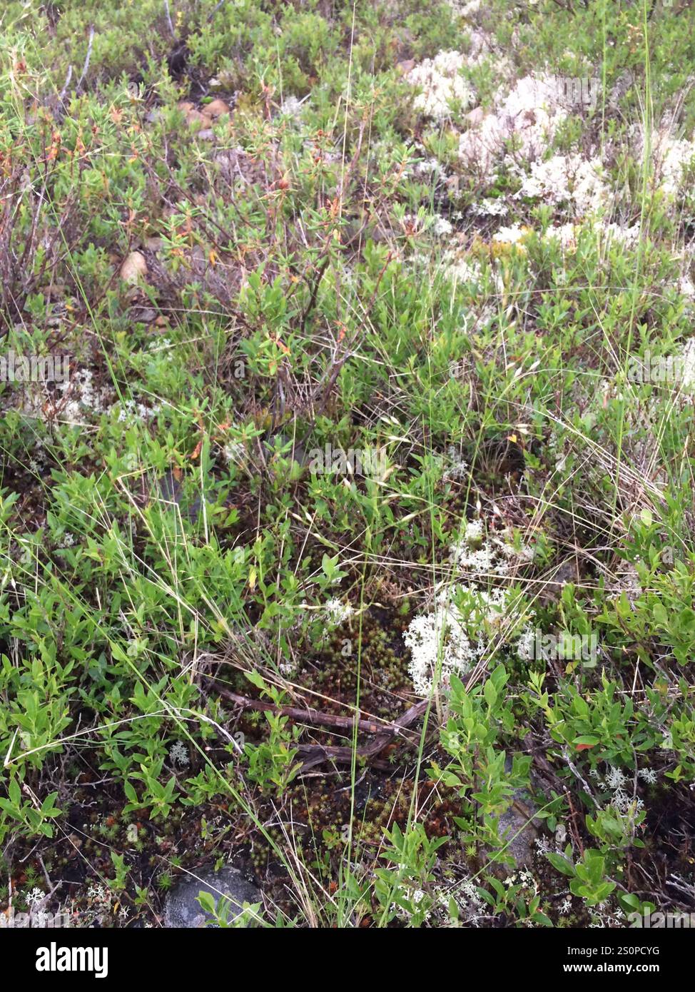 Canadian Ricegrass (Piptatheropsis canadensis Stock Photo - Alamy