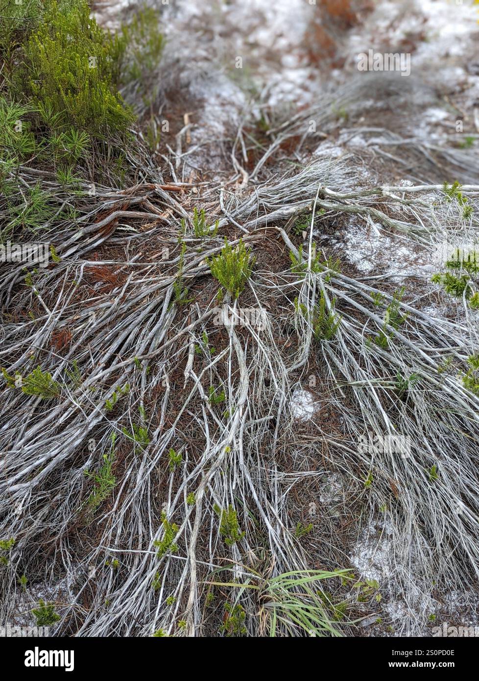 Florida rosemary (Ceratiola ericoides Stock Photo - Alamy