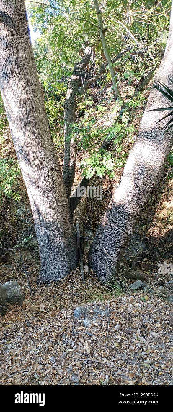 Shamel Ash (Fraxinus uhdei Stock Photo - Alamy