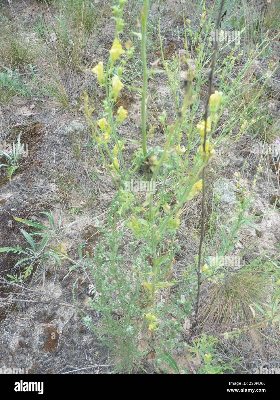 Broomleaf Toadflax (Linaria genistifolia Stock Photo - Alamy