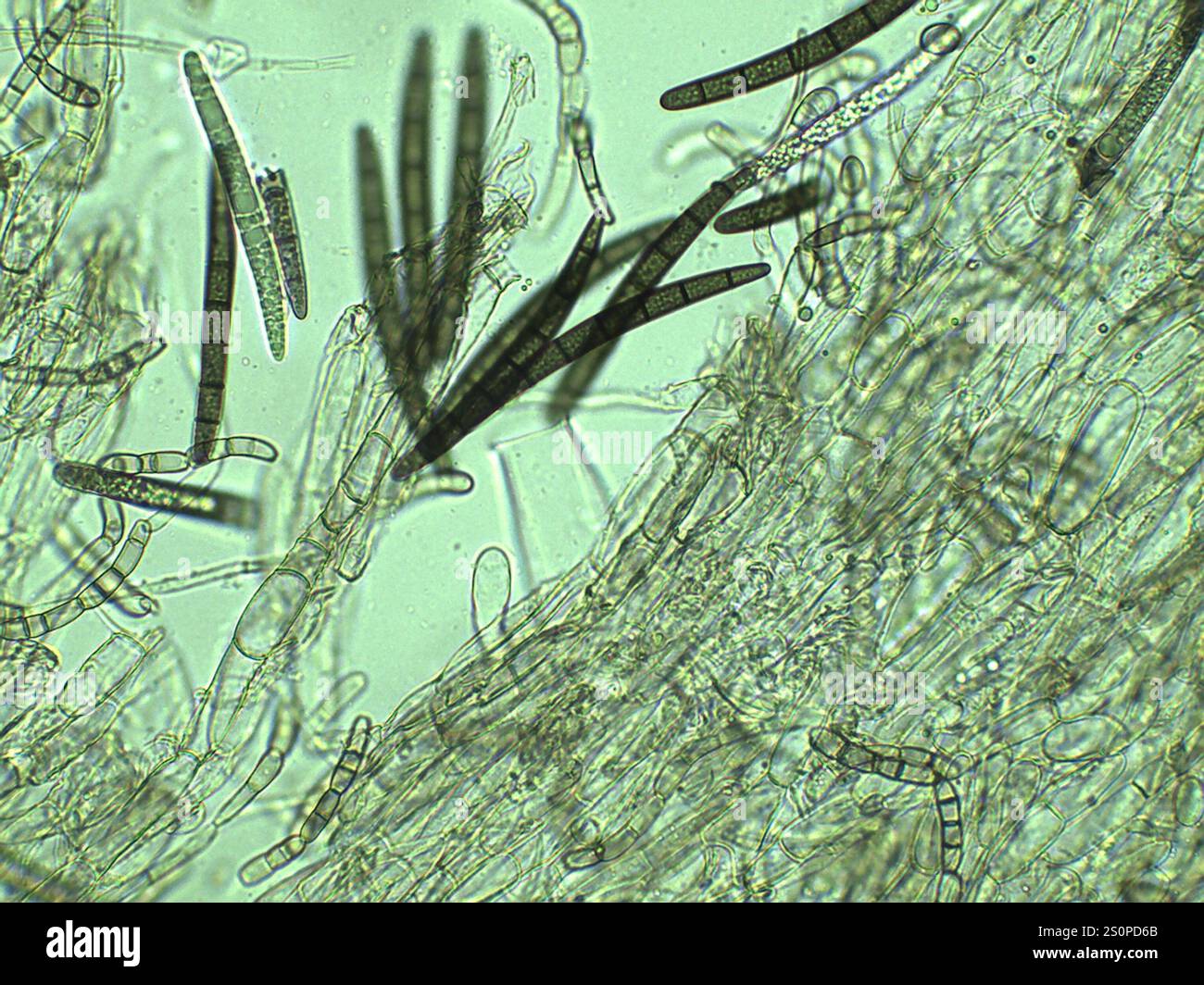 Earth Tongues (Geoglossum Stock Photo - Alamy