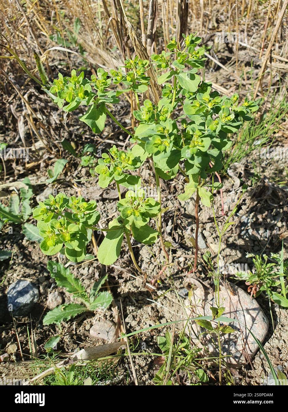 Sun spurge (Euphorbia helioscopia Stock Photo - Alamy