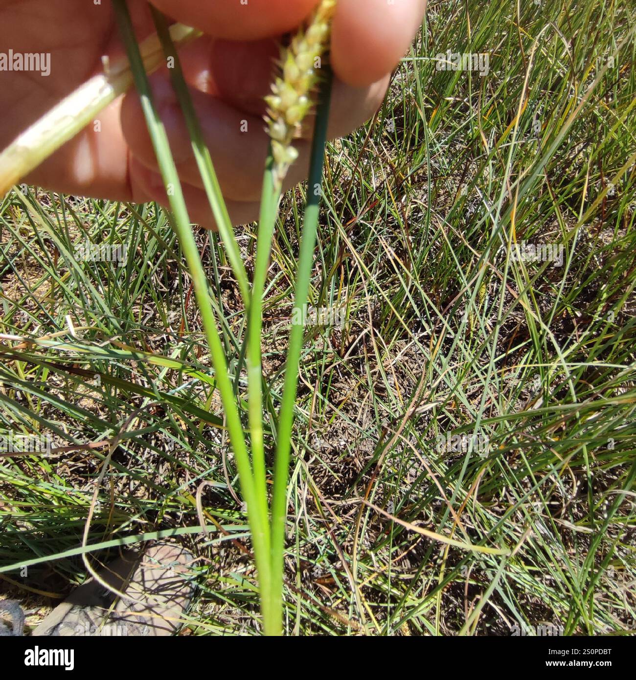 beaked sedge (Carex rostrata Stock Photo - Alamy