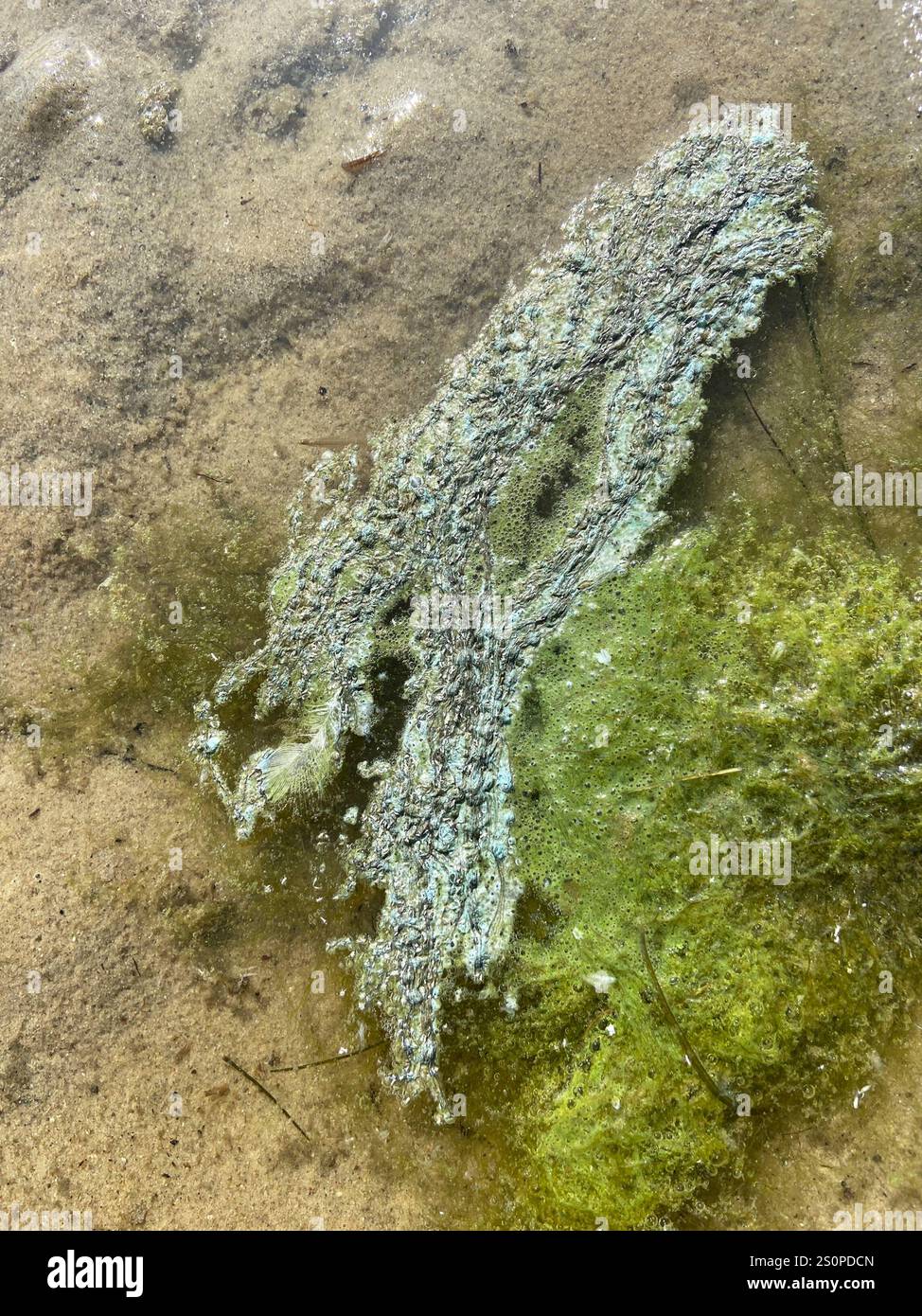 green algae (Chlorophyta Stock Photo - Alamy