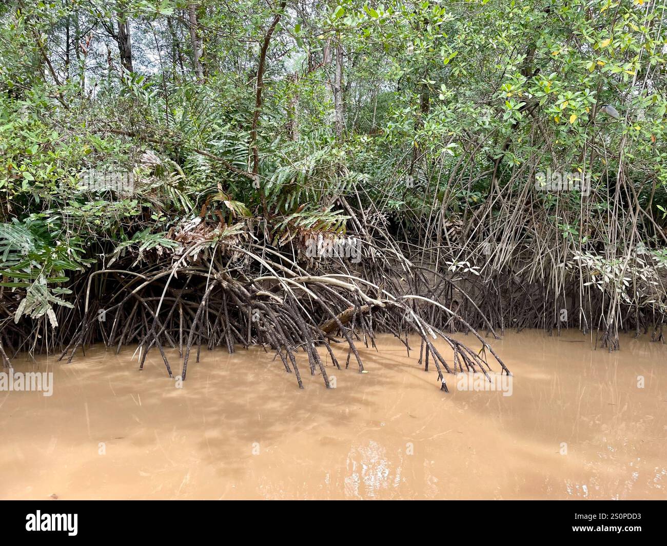red mangrove (Rhizophora mangle Stock Photo - Alamy