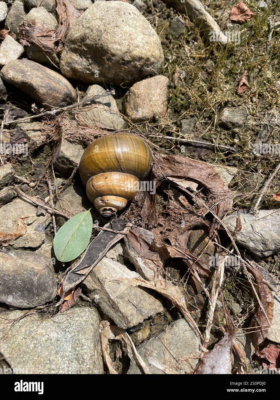 Chinese Mystery Snail (Cipangopaludina chinensis Stock Photo - Alamy