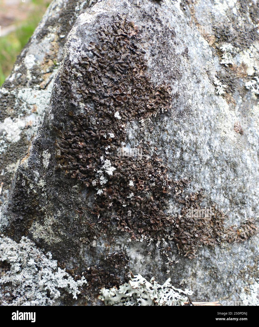Stygian Black-parmelia (Melanelia stygia Stock Photo - Alamy