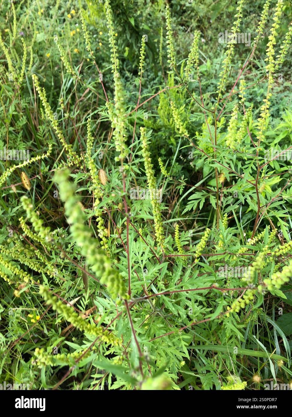 common ragweed (Ambrosia artemisiifolia Stock Photo - Alamy
