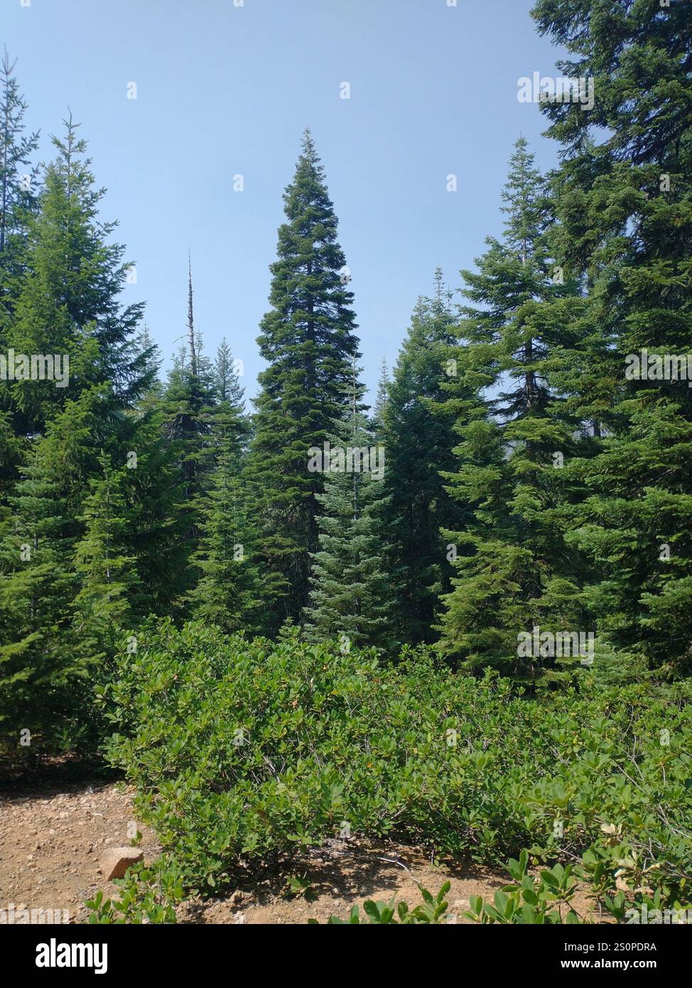 Shasta Red Fir (Abies magnifica shastensis Stock Photo - Alamy