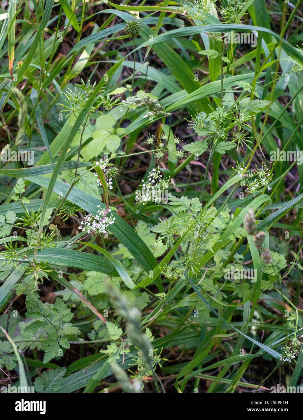 carrot family (Apiaceae Stock Photo - Alamy