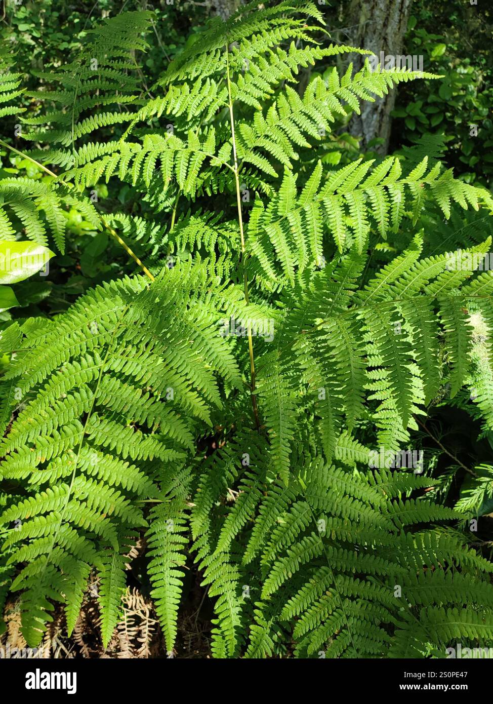 common bracken (Pteridium aquilinum Stock Photo - Alamy