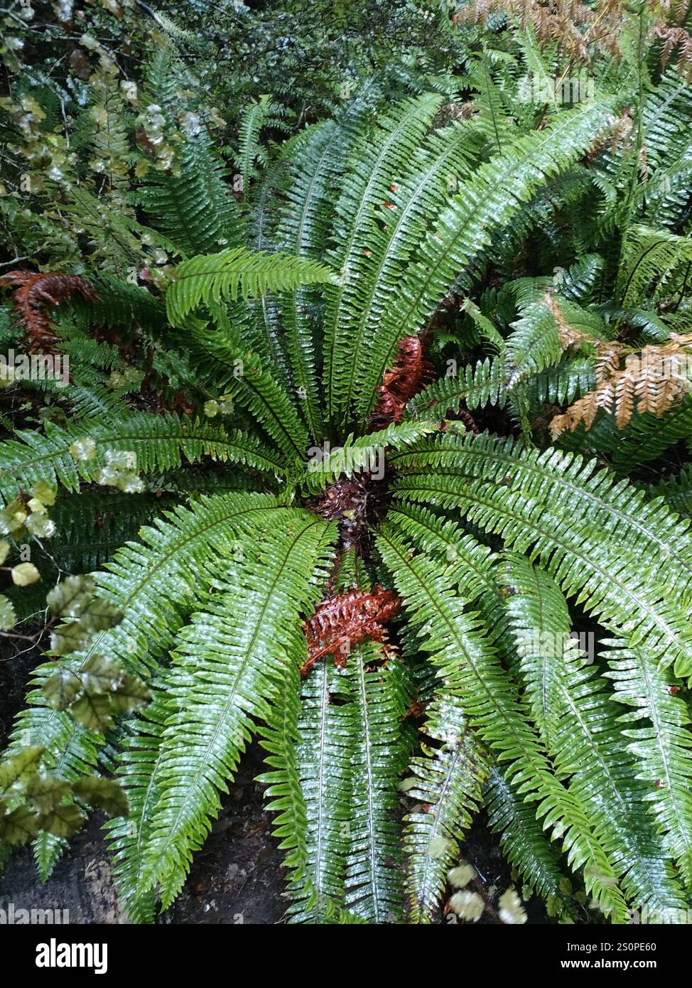 Crown Fern (Lomaria discolor Stock Photo - Alamy