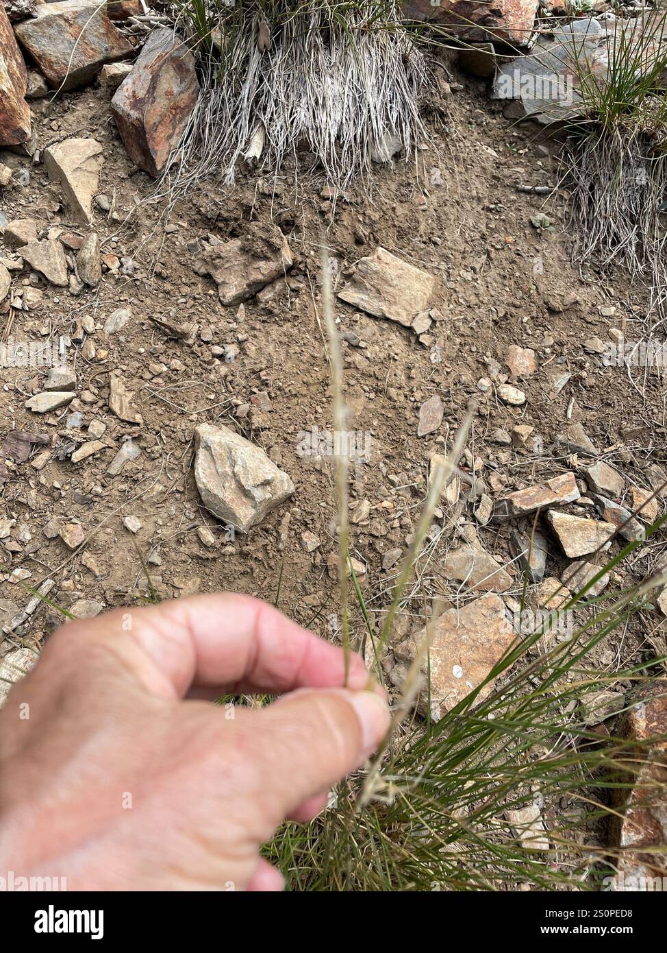 western needle grass (Eriocoma occidentalis occidentalis Stock Photo ...