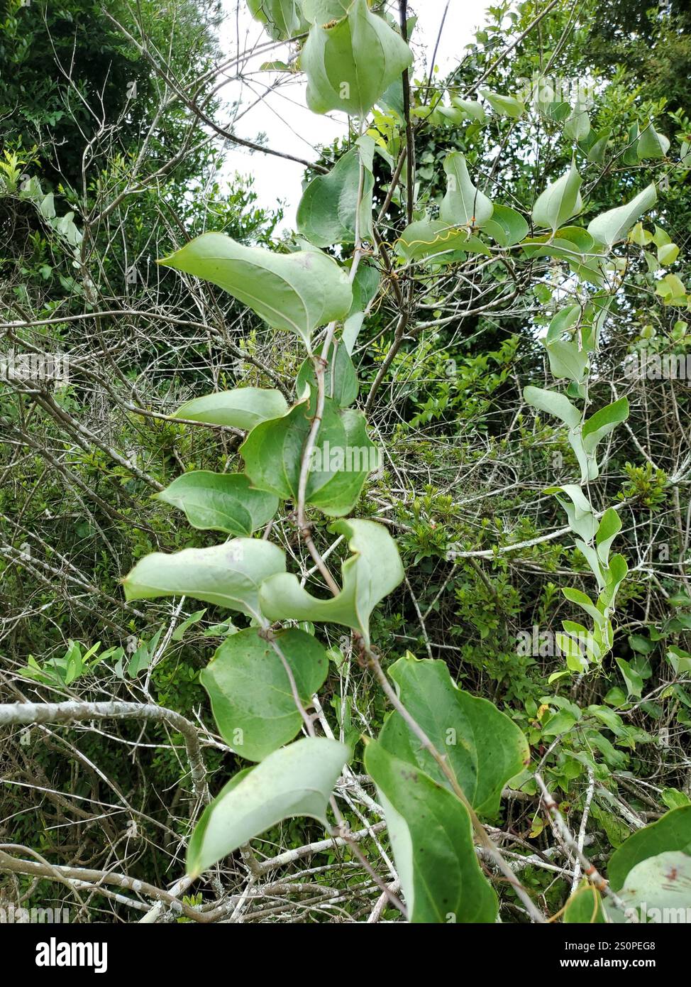 sawbrier (Smilax glauca Stock Photo - Alamy