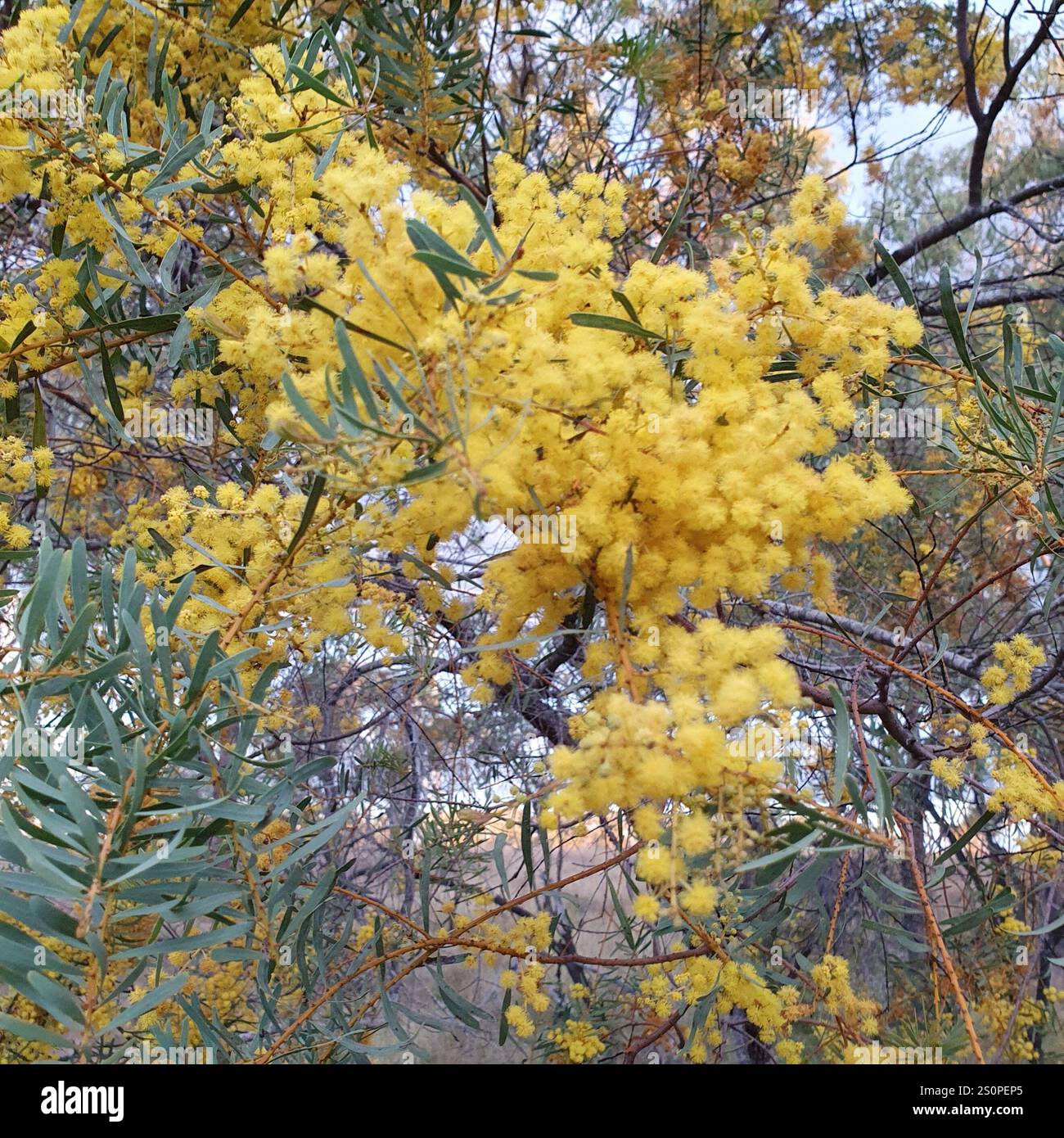 Golden Wattle (Acacia decora Stock Photo - Alamy