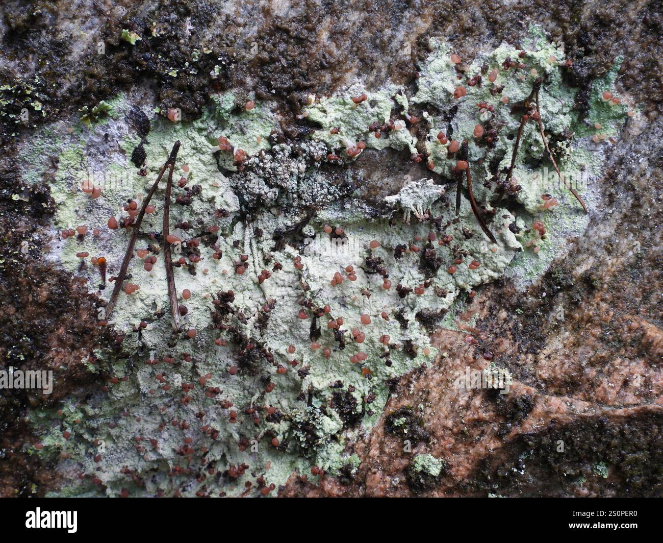 Scale Beret Lichen (Baeomyces carneus Stock Photo - Alamy