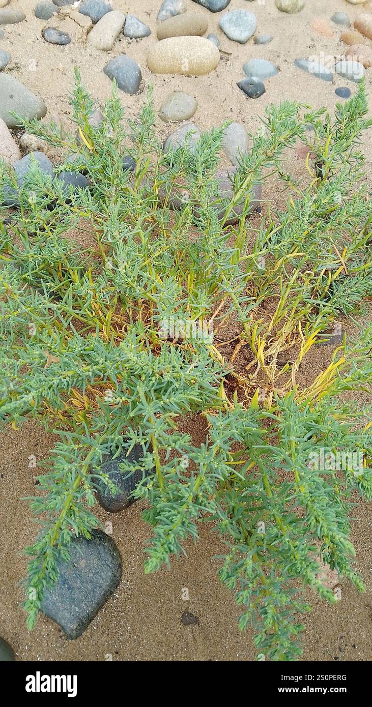 Herbaceous Seepweed (Suaeda maritima Stock Photo - Alamy
