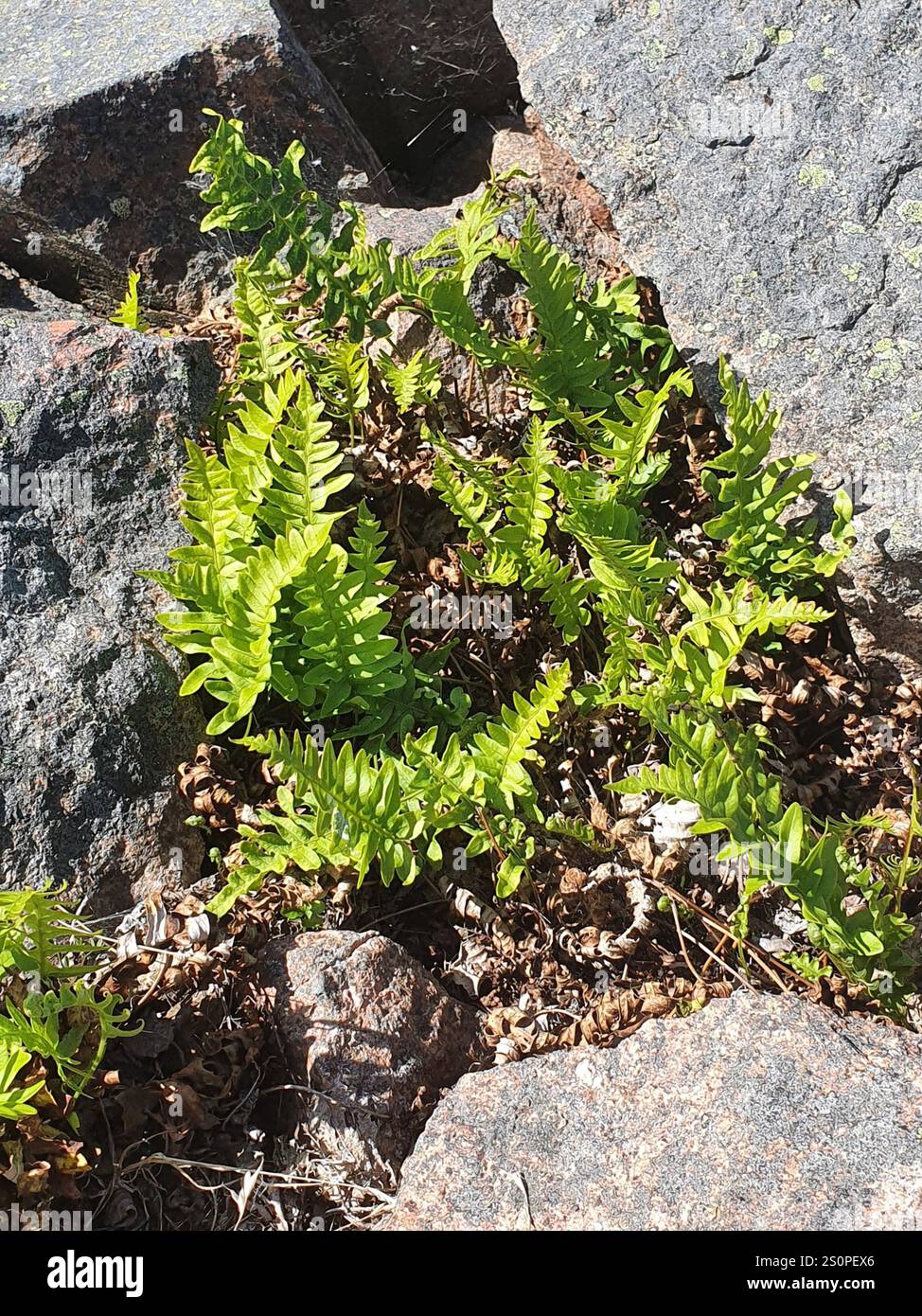 common polypody (Polypodium vulgare Stock Photo - Alamy