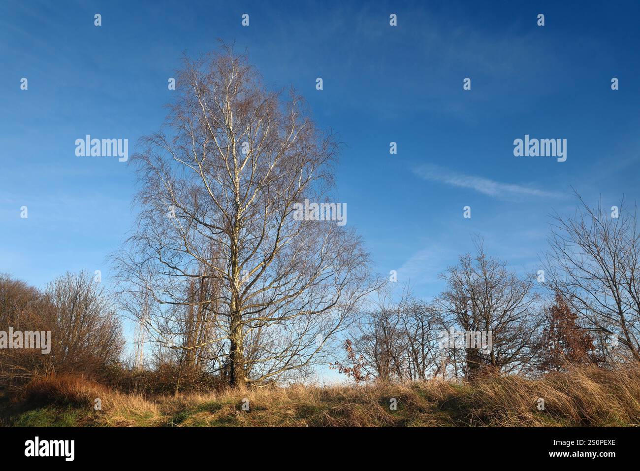 Alte Birken in der Landschaft Der kräftige Stamm einer 40-jährigen ...