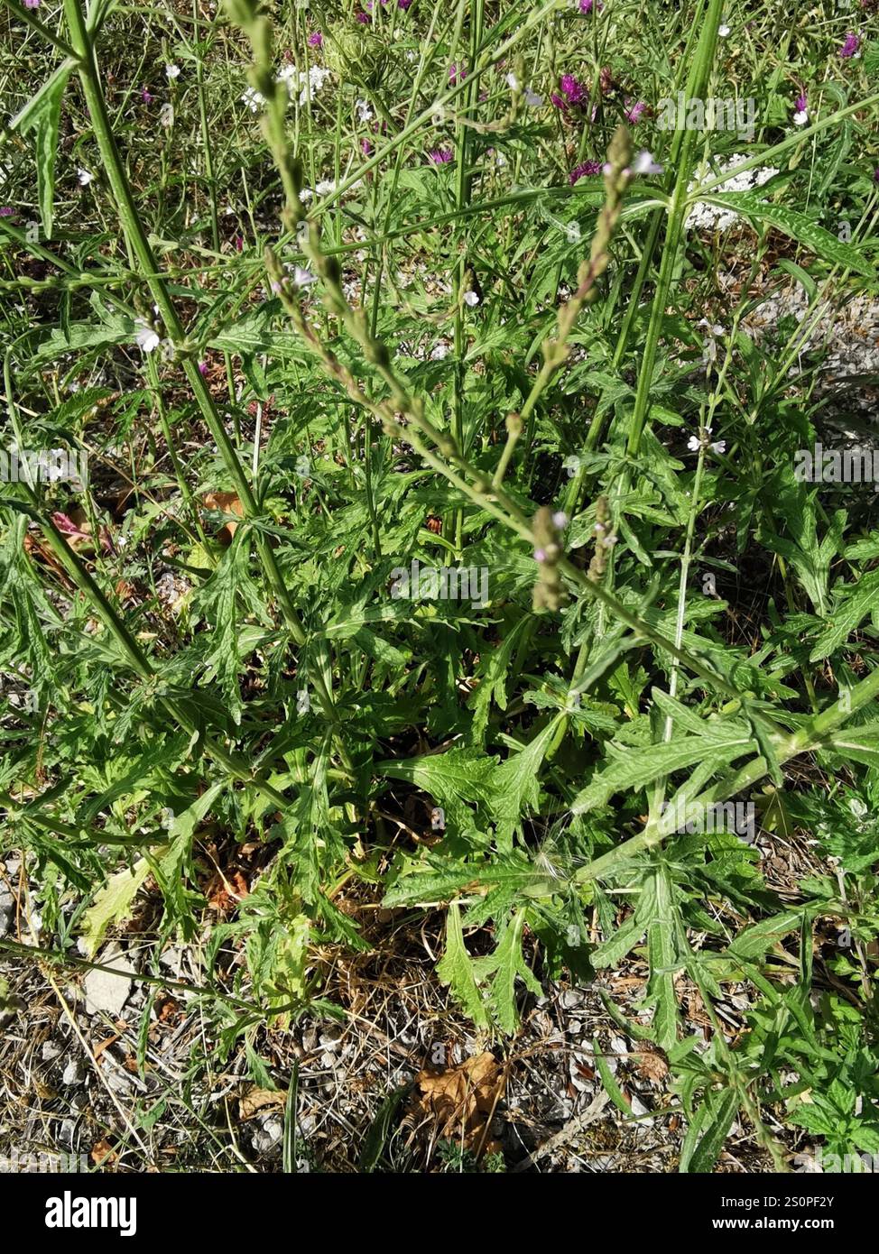 Common vervain (Verbena officinalis Stock Photo - Alamy