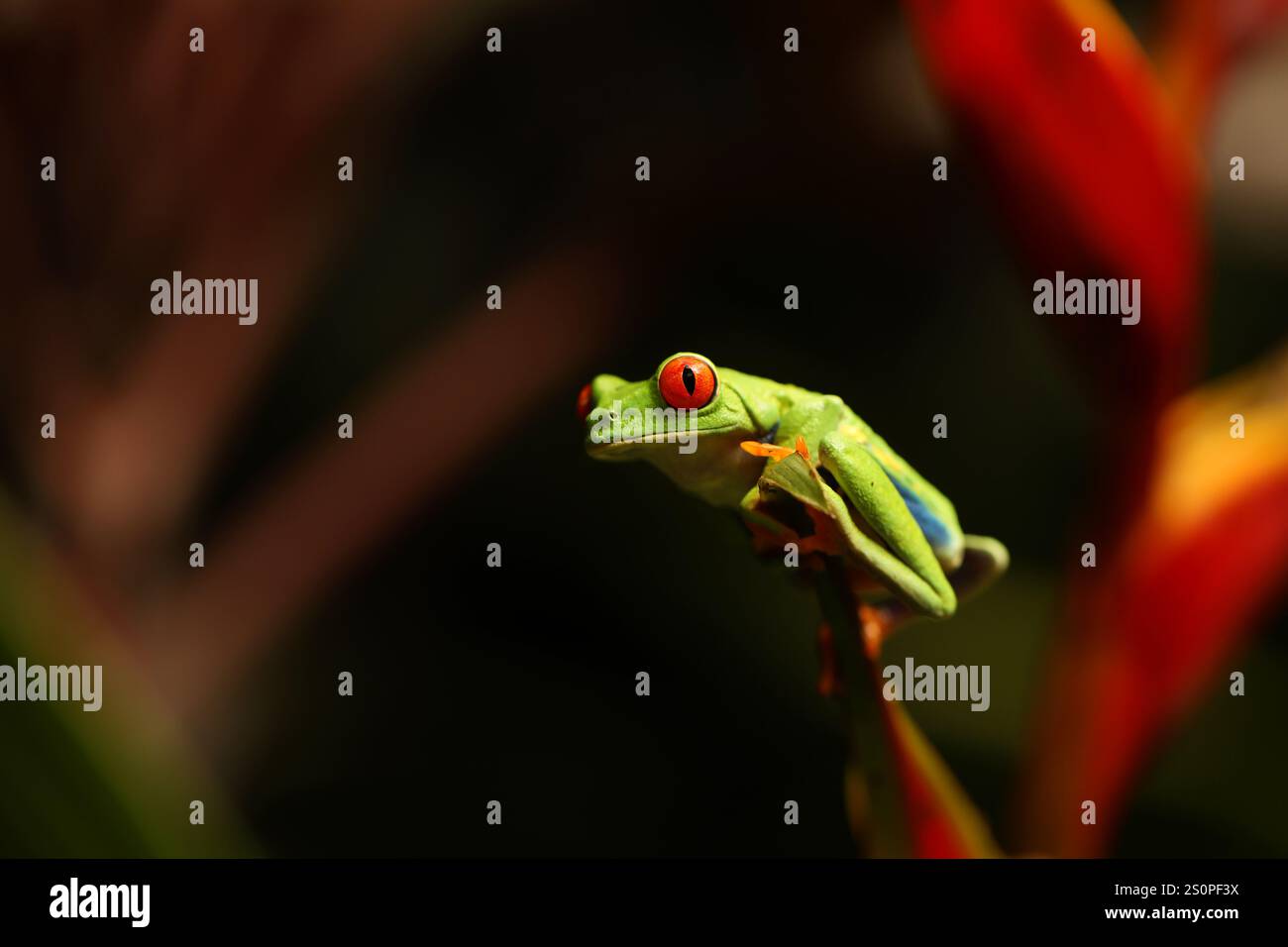 Red eyed tree frog on flower at border of Panama and Costa Rica in the ...