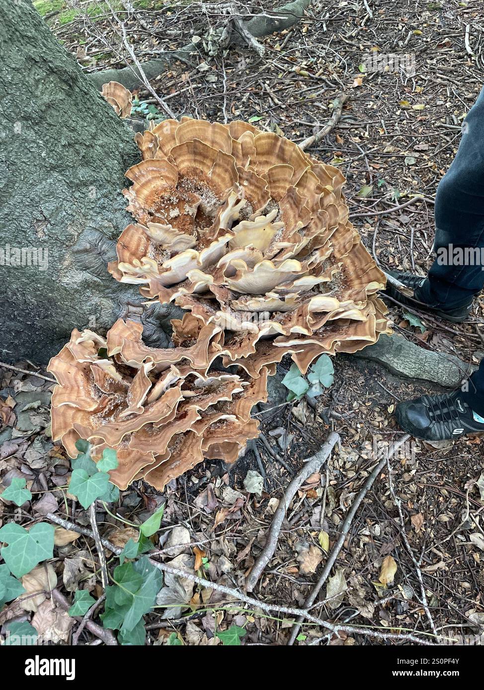 Giant Polypore (Meripilus giganteus Stock Photo - Alamy