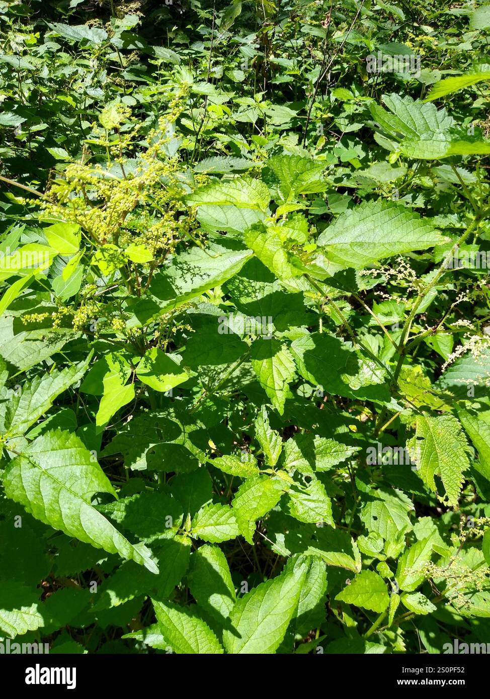 wood nettle (Laportea canadensis Stock Photo - Alamy