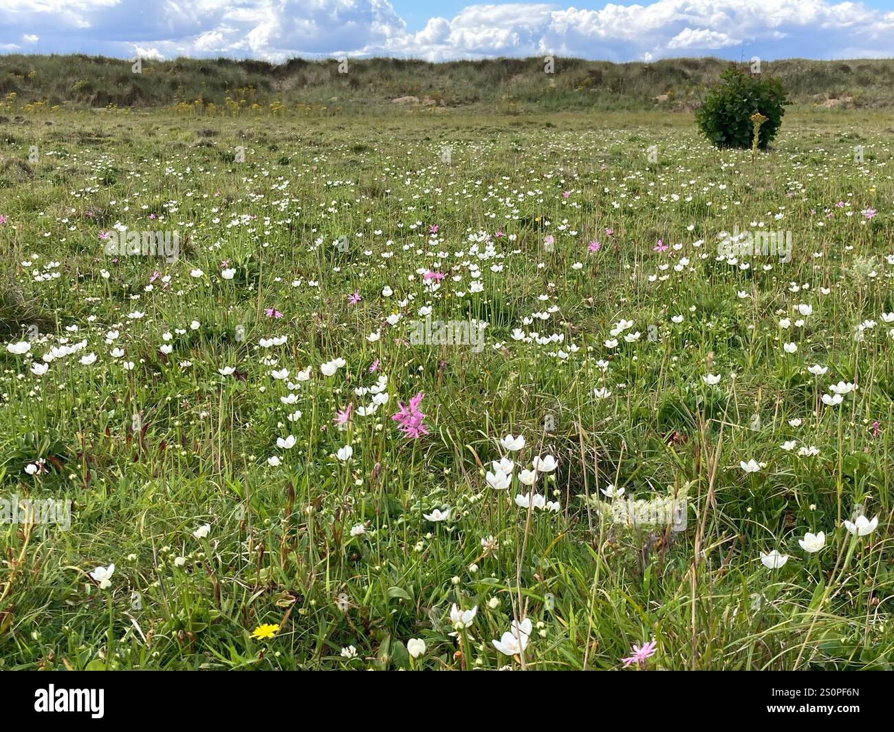 marsh grass-of-Parnassus (Parnassia palustris Stock Photo - Alamy