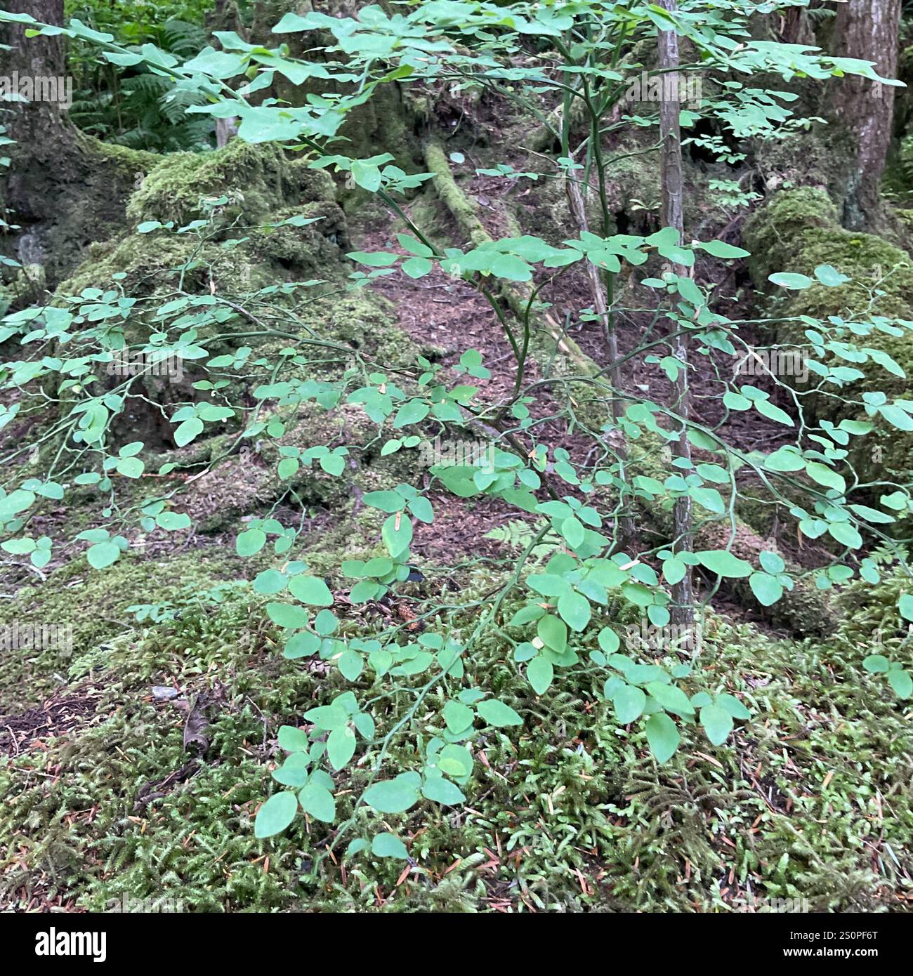 Red Huckleberry (Vaccinium parvifolium Stock Photo - Alamy