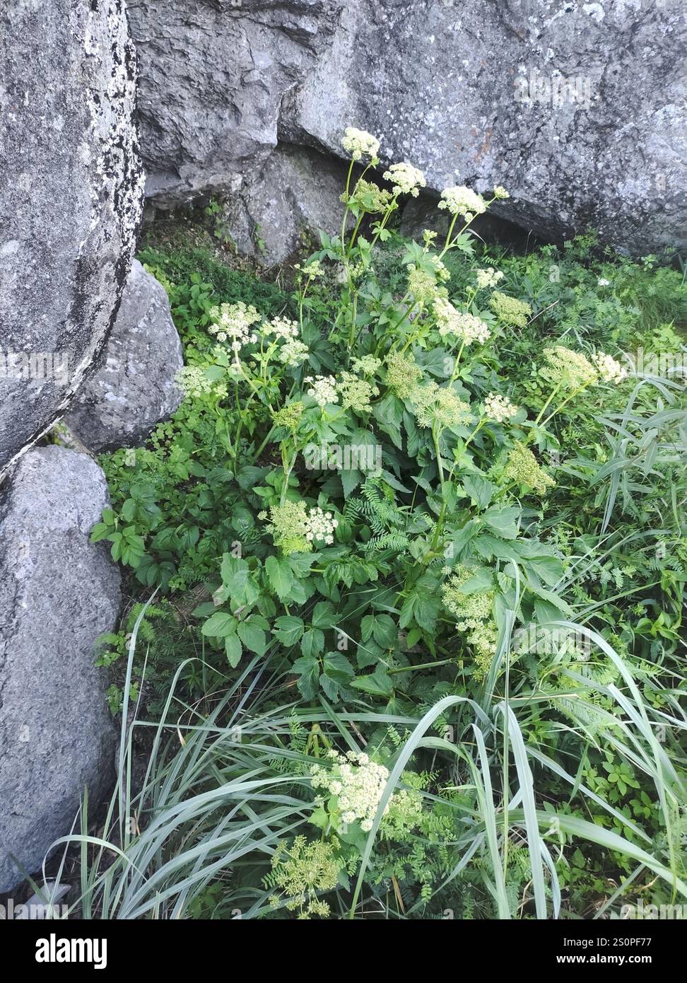 sea-watch (Angelica lucida Stock Photo - Alamy