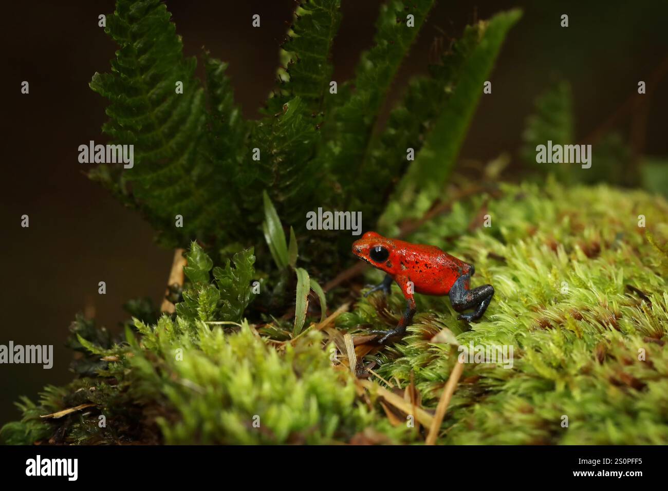 Red Strawberry poison dart frog, Dendrobates pumilio, in the nature ...
