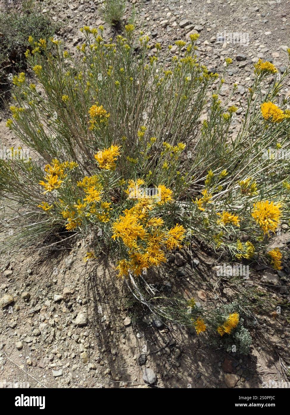 Rubber Rabbitbrush (Ericameria nauseosa Stock Photo - Alamy