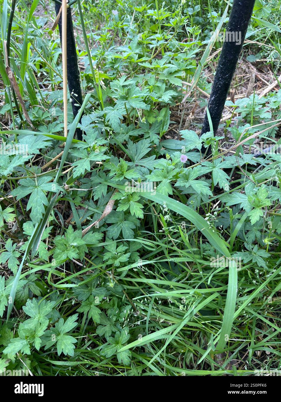 Siberian Crane's-bill (Geranium sibiricum Stock Photo - Alamy