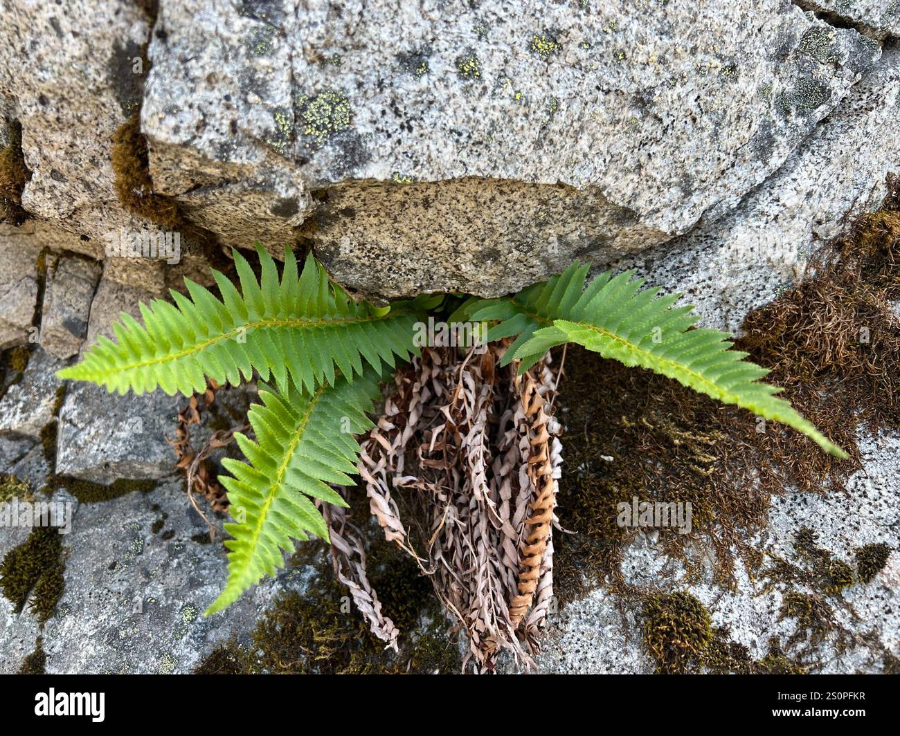 western sword fern (Polystichum munitum Stock Photo - Alamy