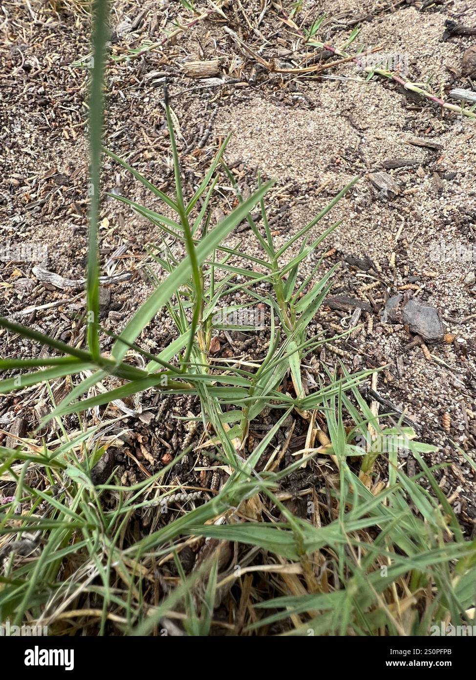 Bermuda grass (Cynodon dactylon Stock Photo - Alamy
