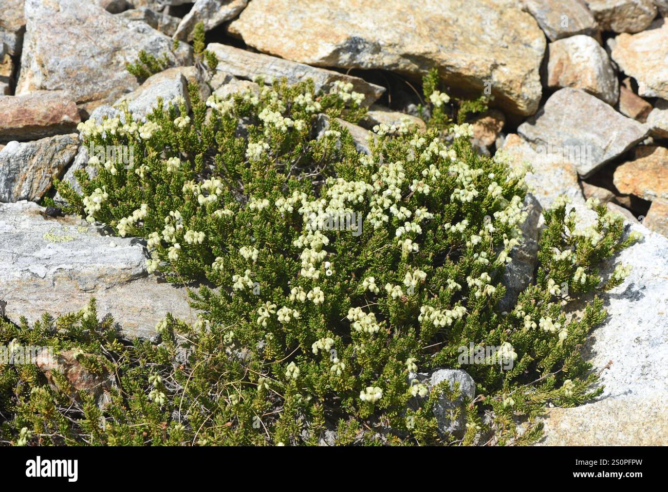 Yellow Mountain-heath (Phyllodoce glanduliflora Stock Photo - Alamy