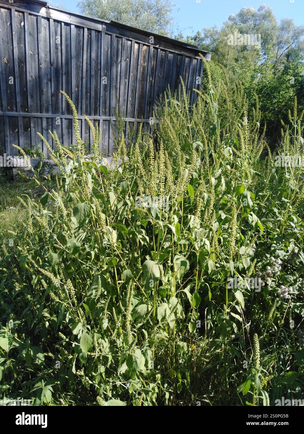 giant ragweed (Ambrosia trifida Stock Photo - Alamy