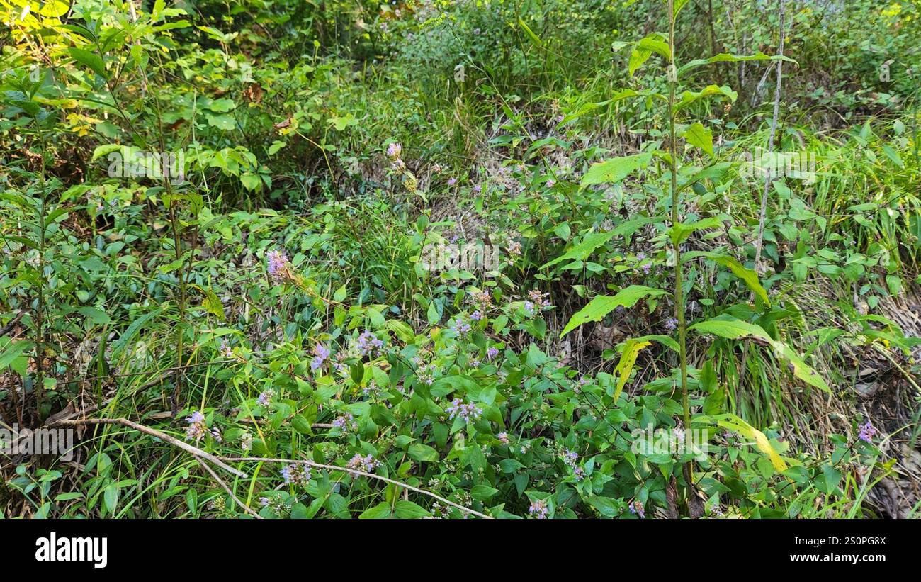 common dittany (Cunila origanoides Stock Photo - Alamy