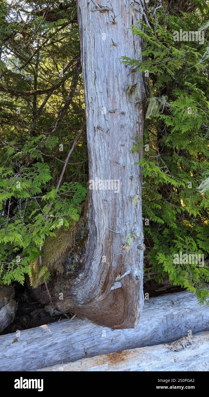 Alaska yellow cedar (Callitropsis nootkatensis Stock Photo - Alamy