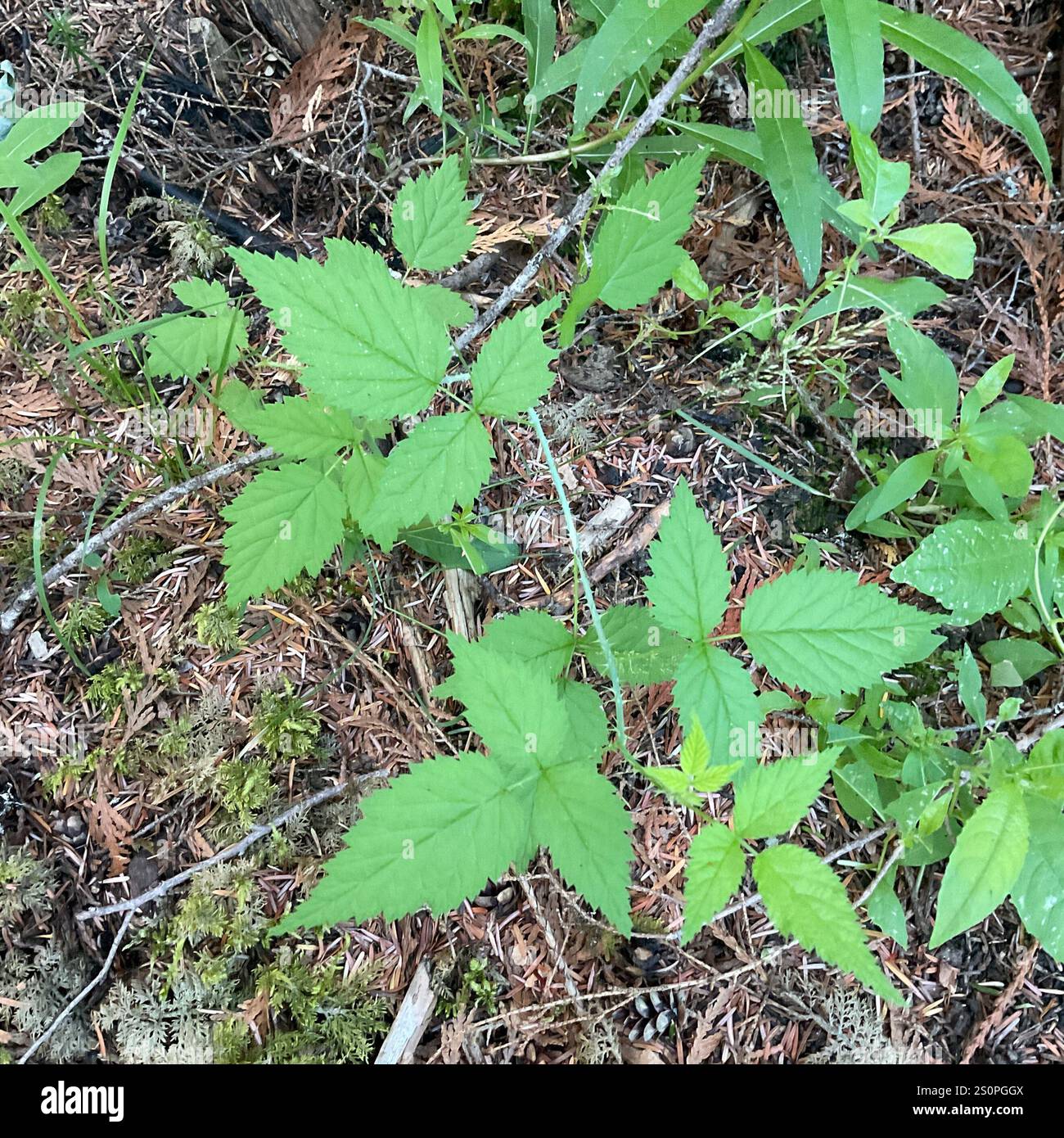 whitebark raspberry (Rubus leucodermis Stock Photo - Alamy