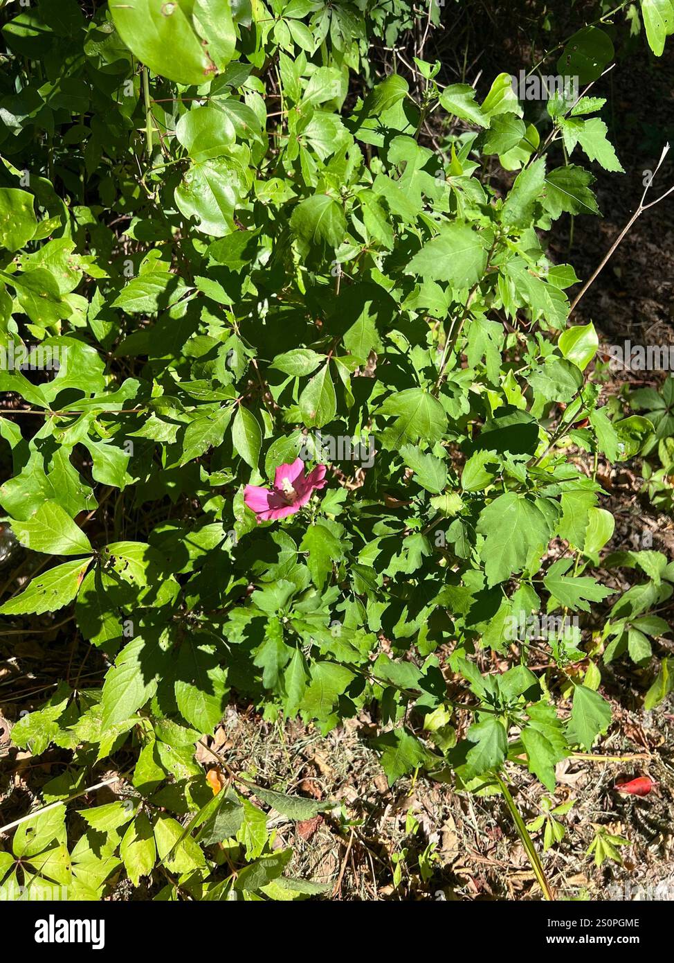 common hibiscus (Hibiscus syriacus Stock Photo - Alamy