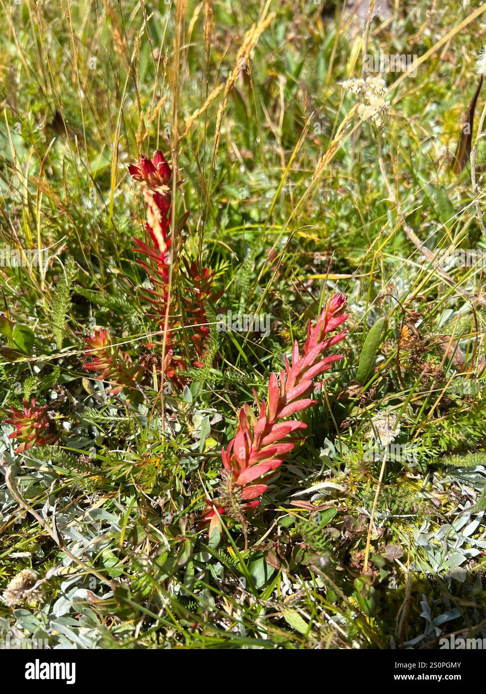 Queen's Crown (Rhodiola rhodantha Stock Photo - Alamy