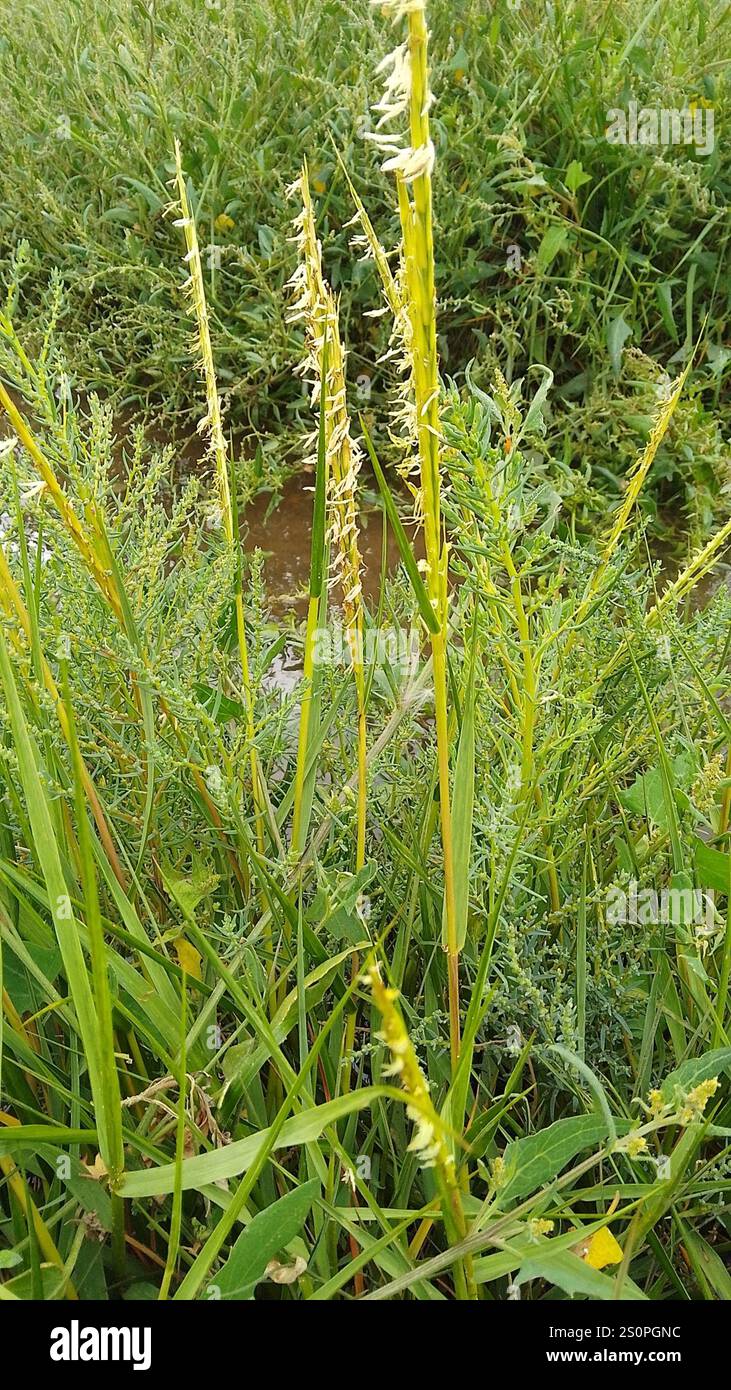 common cordgrass (Sporobolus anglicus Stock Photo - Alamy