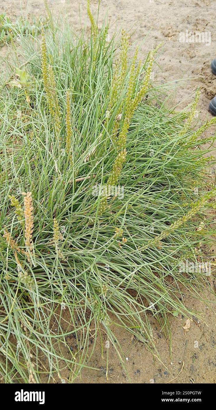 common arrowgrass (Triglochin maritima Stock Photo - Alamy